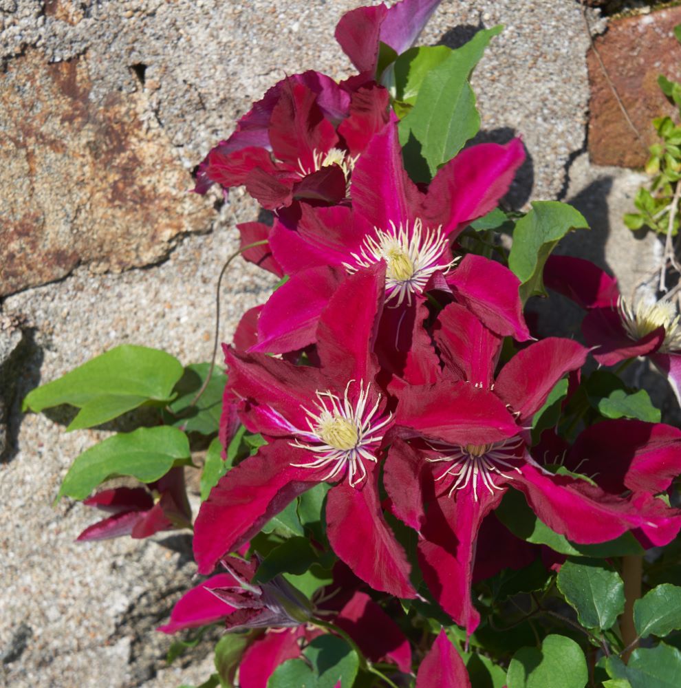 Elpis™ Clematis (CLEMATIS ELPIS) - 1 gallon – Ship My Plants