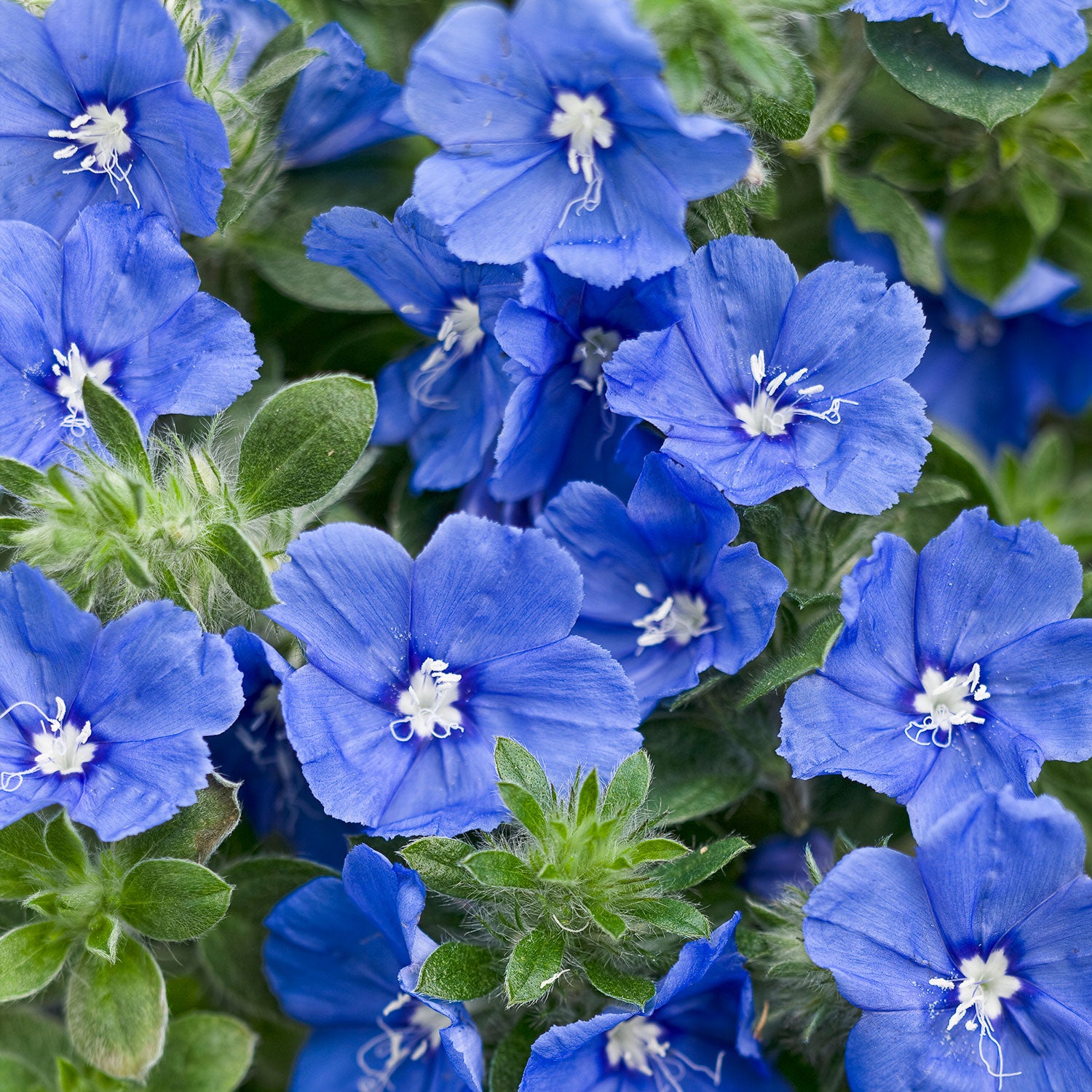 Discover Proven Winners® Blue My Mind® Evolvulus – Ship My Plants