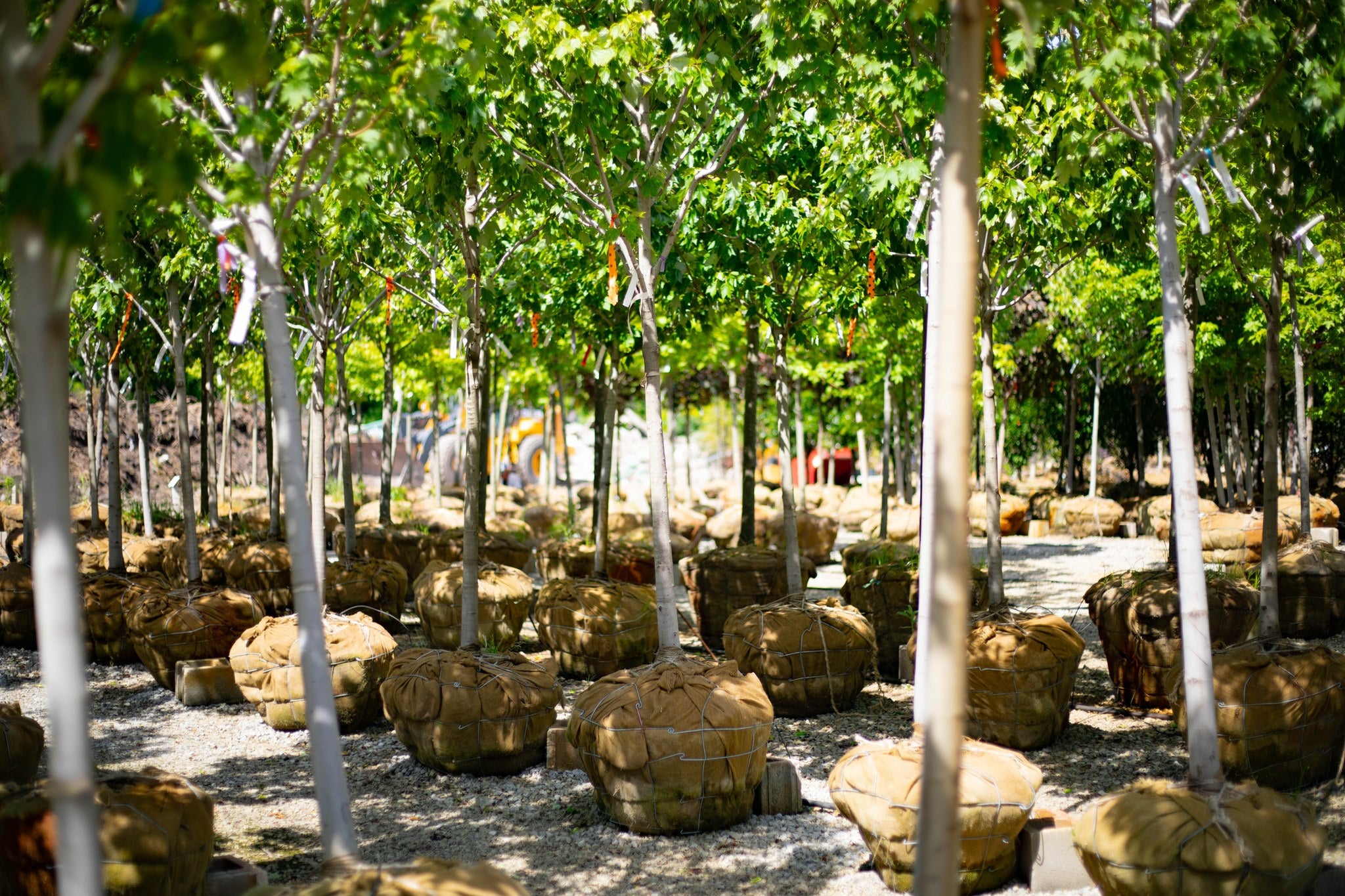 Caring for New Trees: Essential Tips for Healthy Growth – Ship My Plants