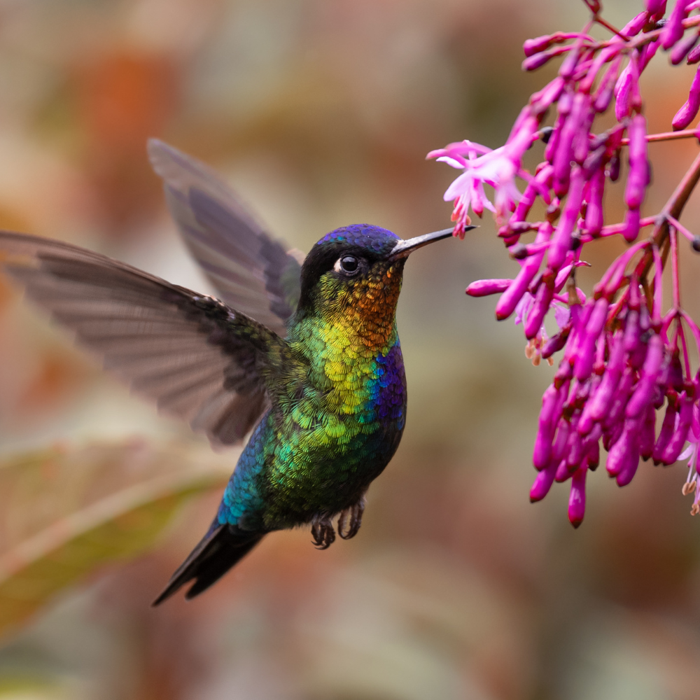Bring Joyful Hummingbirds into Your Garden: The Magic of Hummingbird-F ...