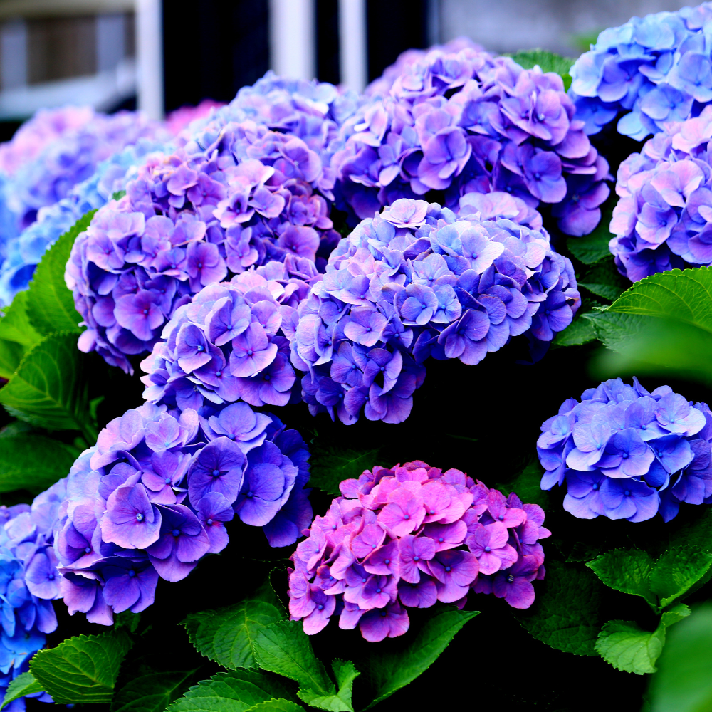 Hyped for Hydrangeas: Blooms of Joy in Your Garden! – Ship My Plants