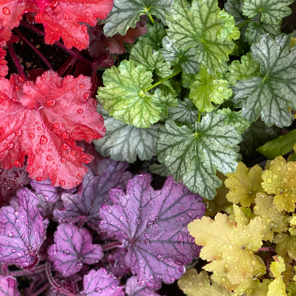 Dancing in the Garden: Celebrating the Radiant Coral Bells! – Ship My ...