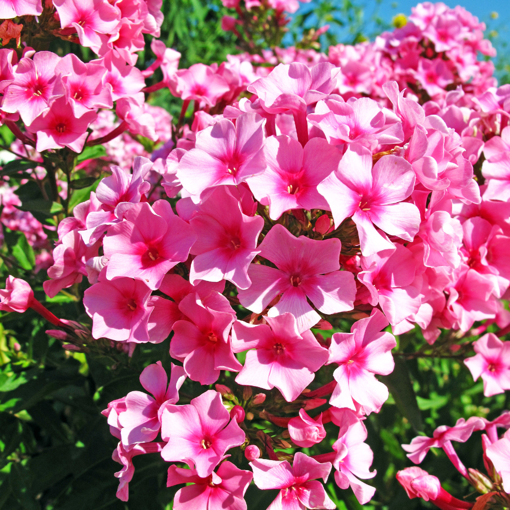 Unveiling the Charm of Phlox – Ship My Plants