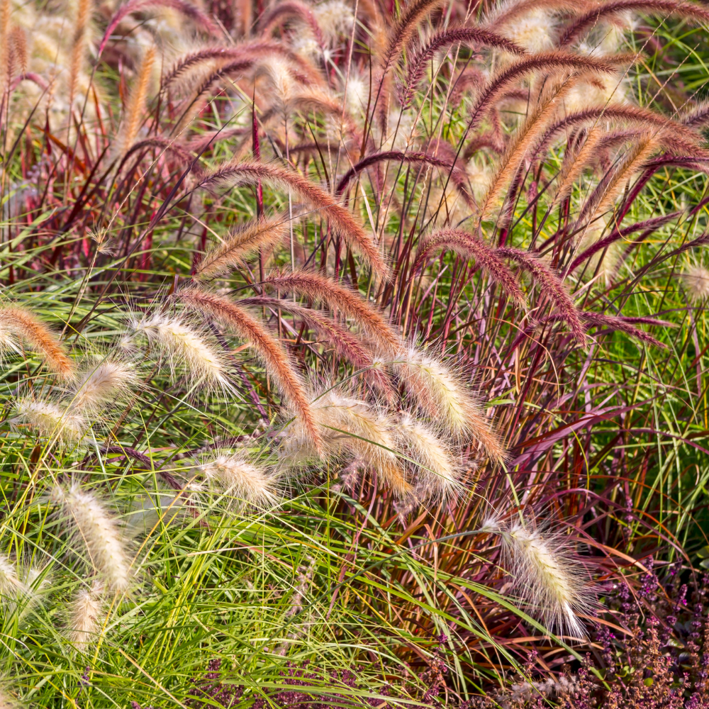 Why Early Fall is Perfect for Planting Ornamental Grasses! – Ship My Plants
