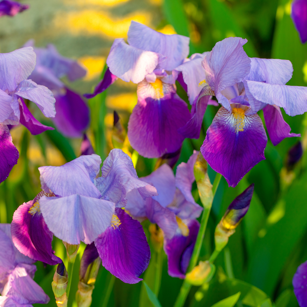 Springtime Splendor: The Best Perennials for a Blooming Garden – Ship ...