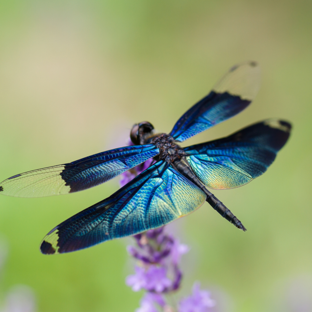 Harnessing the Power of Dragonflies: Nature's Pest Controllers – Ship ...