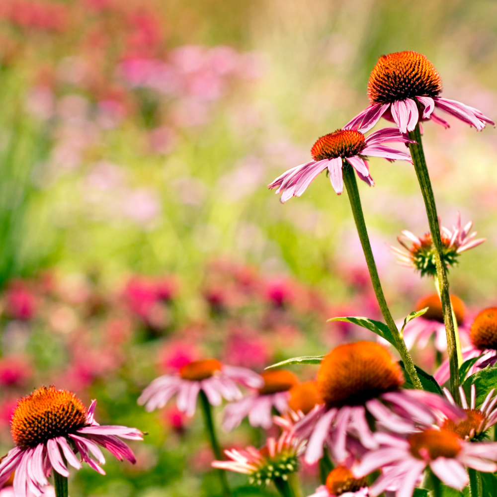 Sprinkle Joy in Your Yard with These 15 Low-Maintenance Perennials ...