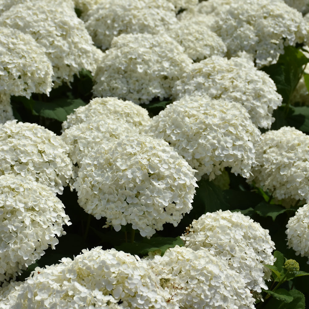 Unleash the Beauty of Your Garden with Incrediball® Hydrangea! – Ship ...