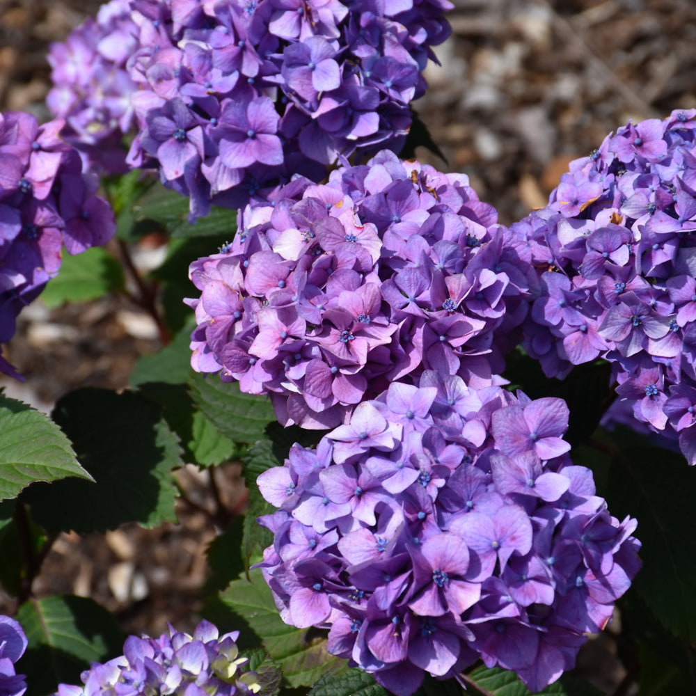 The Endless Summer BloomStruck® Hydrangea – Ship My Plants