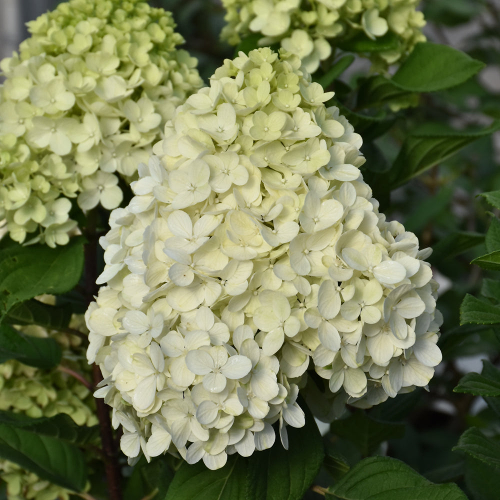 Discover the Charm of Little Lime Punch® Hydrangea – Ship My Plants