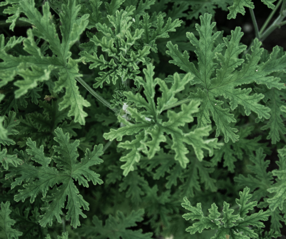 Citronella Plant: The Citrus-Scented Geranium for Your Patio – Ship My ...