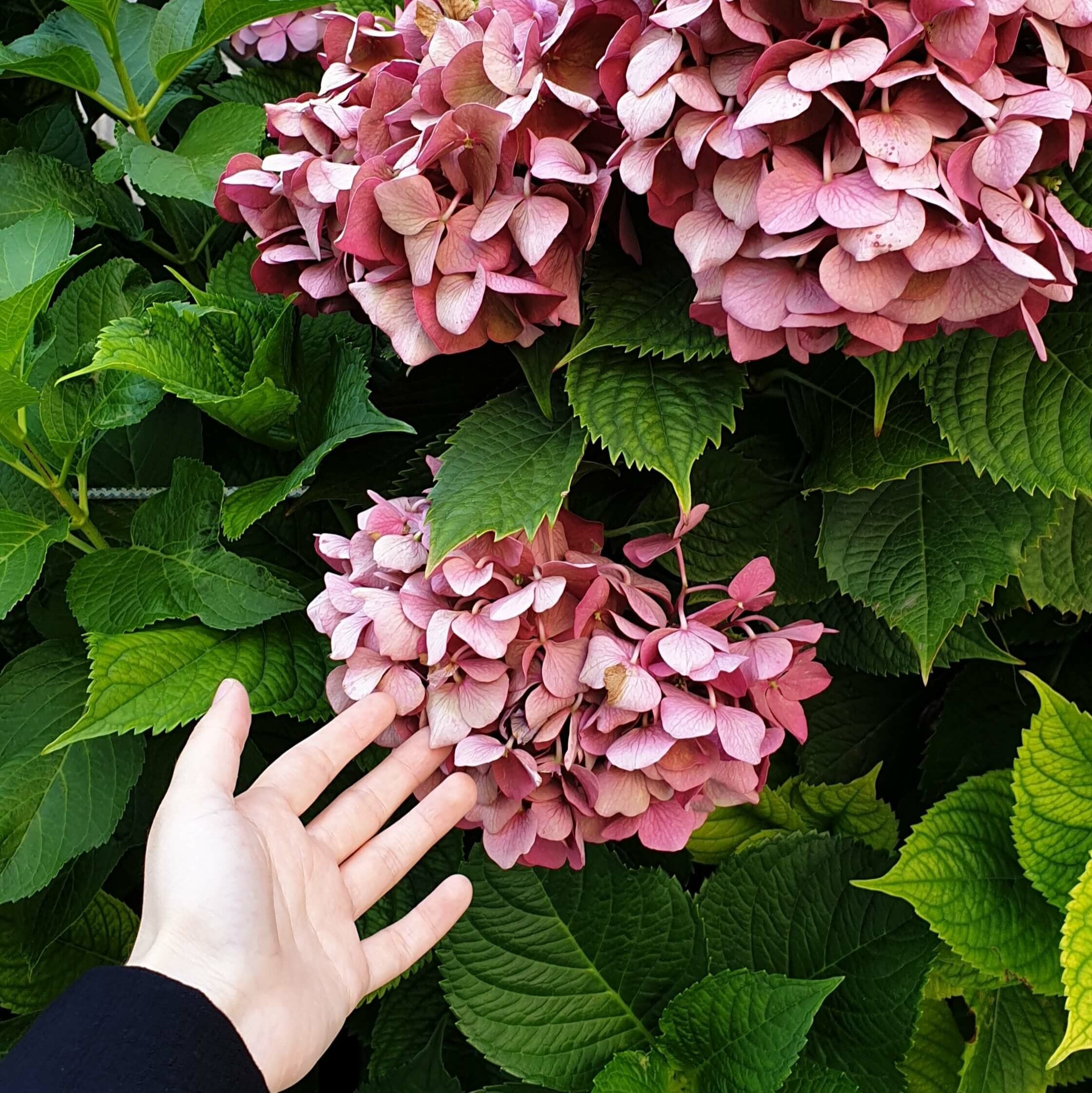 Discover the Magic of Hydrangeas: The Ultimate Choice for Your Home's ...
