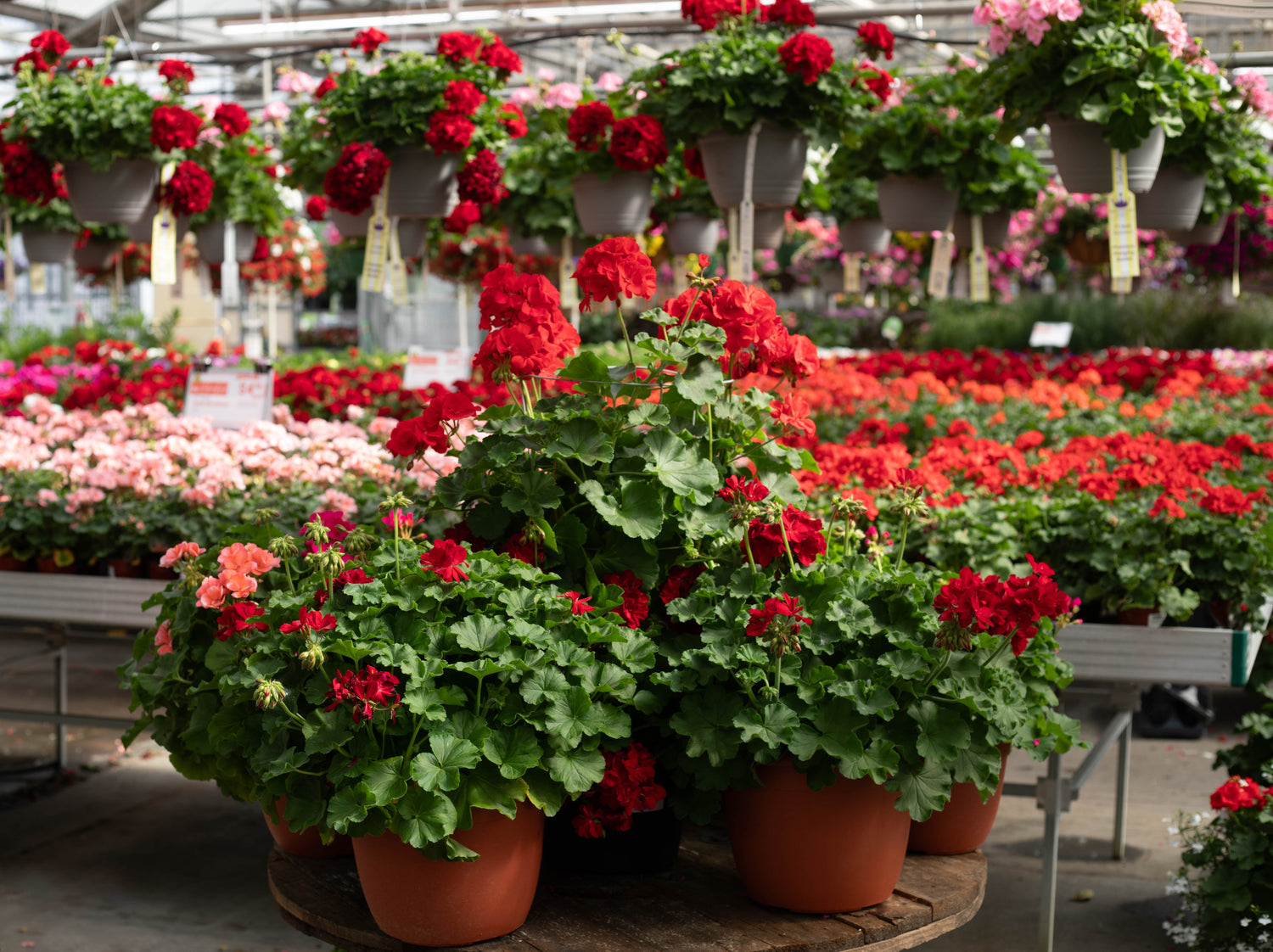 Ship My Plants | Order Plants Online, Shipped to Your Door