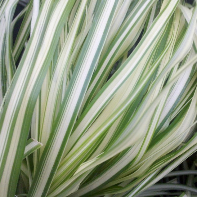 Lightning Strike™ Feather Reed Grass (GRASS - CAL. LIGHTNING STRIKE ...