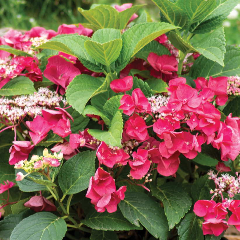 Cherry Explosion™ Hydrangea (HYDRANGEA M. CHERRY EXPLOSION) - 2 gallon ...