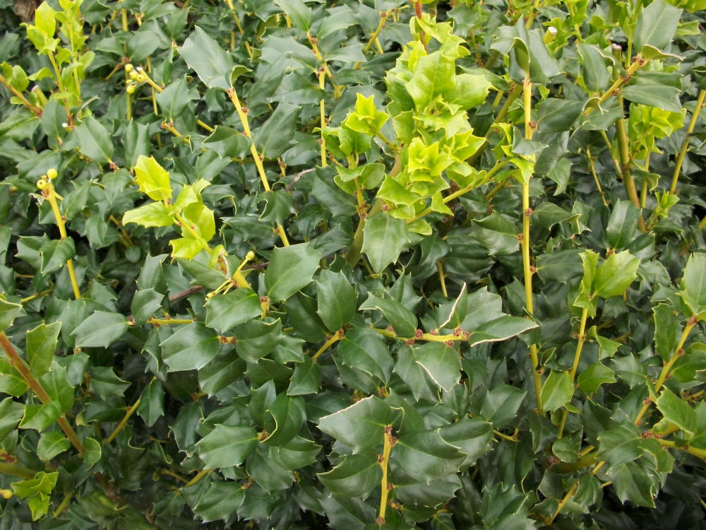 China Boy™ Meserve Holly (ILEX X MES. CHINA BOY) - 3 gallon 15" – Ship ...