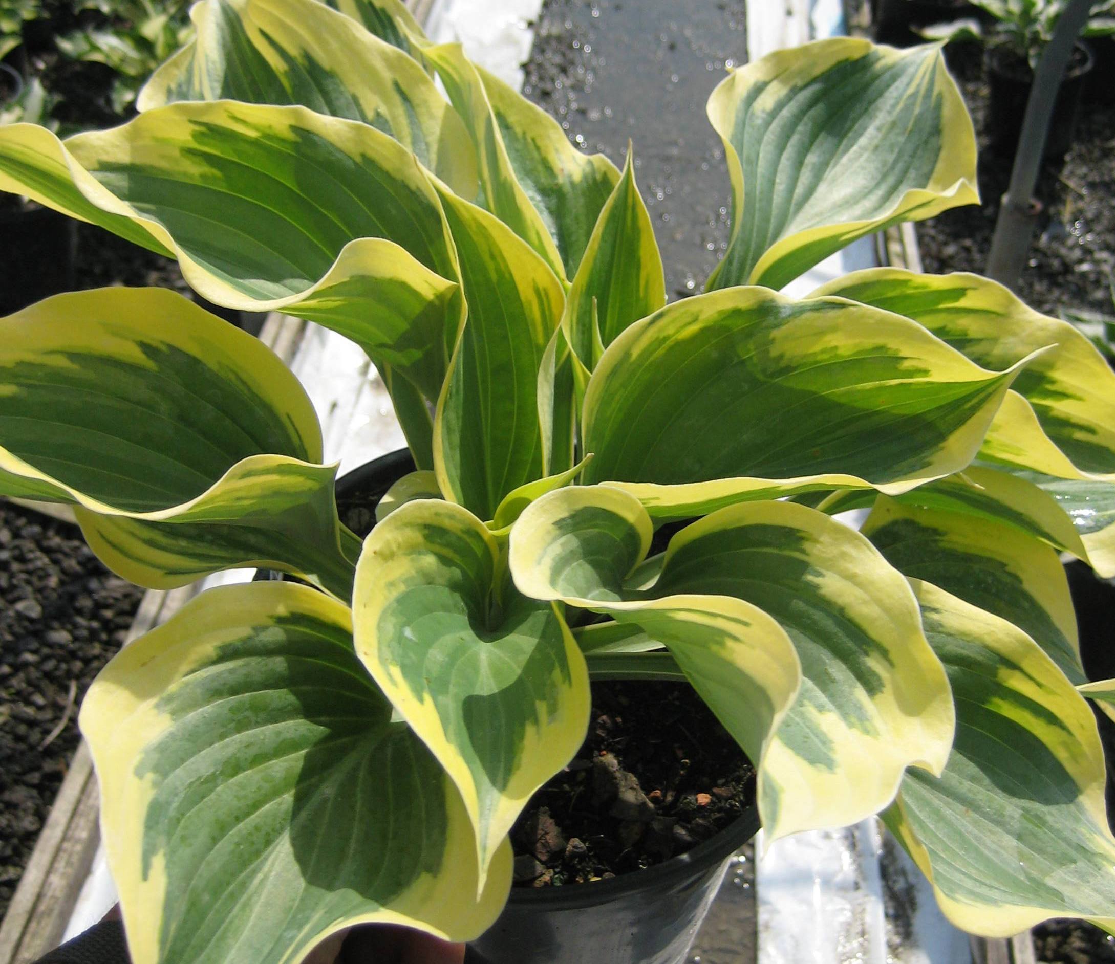 Liberty Plantain Lily (HOSTA LIBERTY) - 1 gallon – Ship My Plants
