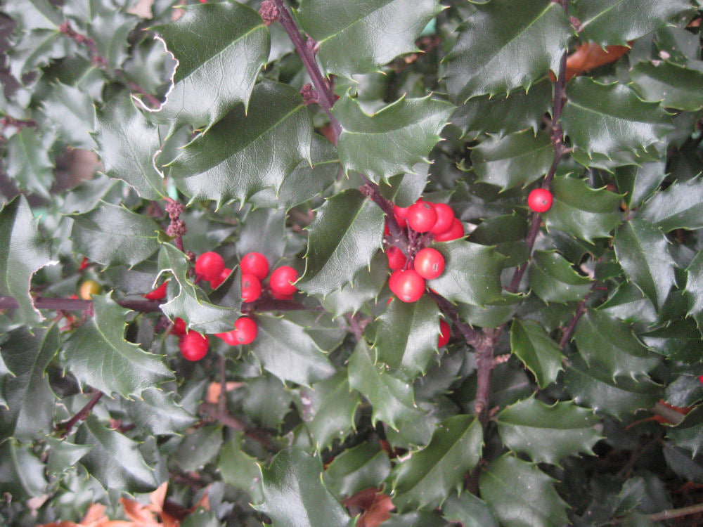 Blue Princess™ Holly (ILEX X MES. BLUE PRINCESS) - 3 gallon 15" – Ship ...