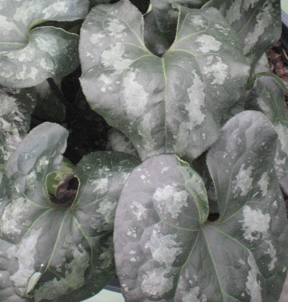 Chinese Wild Ginger (ASARUM SPLENDENS) - 1 gallon – Ship My Plants