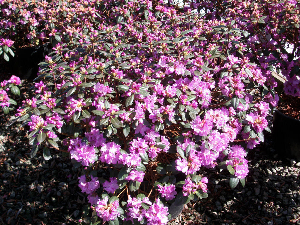 PJM Elite Rhododendron (RHODO. PJM ELITE) - 3 gallon 15" – Ship My Plants