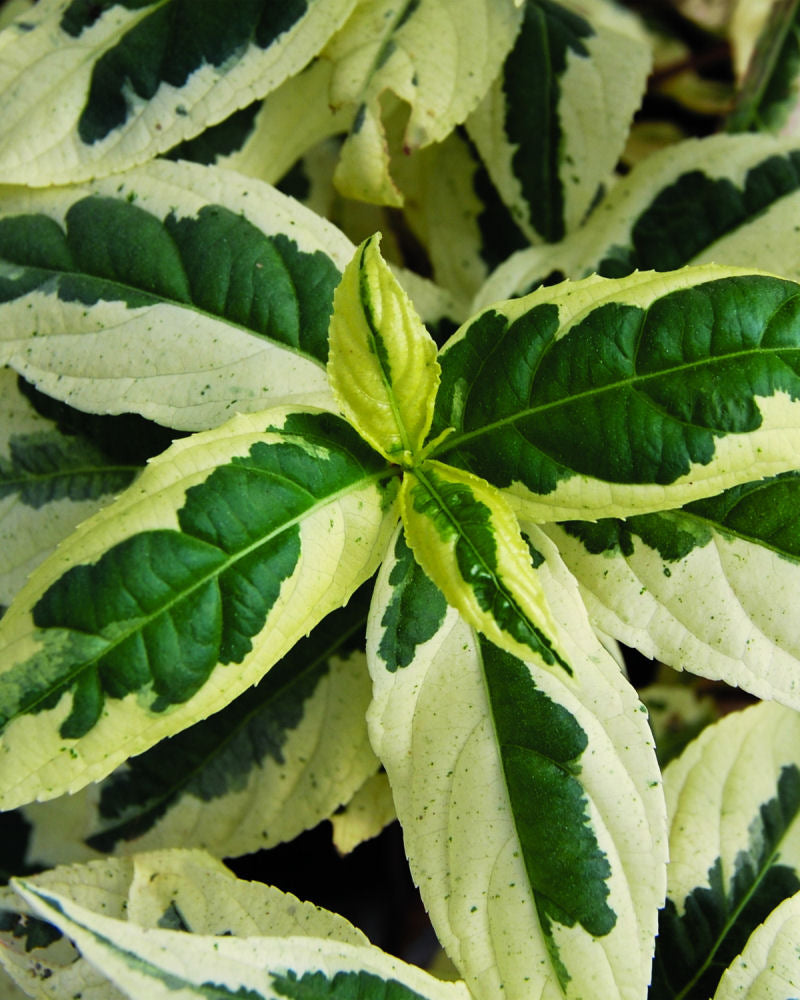 Cool Splash® Dwarf Bush Honeysuckle (DIERVILLA COOL SPLASH) - 3 gallon ...