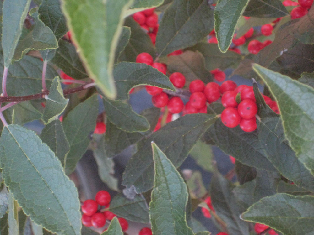 Red Sprite Winterberry Holly (ILEX VERT. RED SPRITE) – Ship My Plants