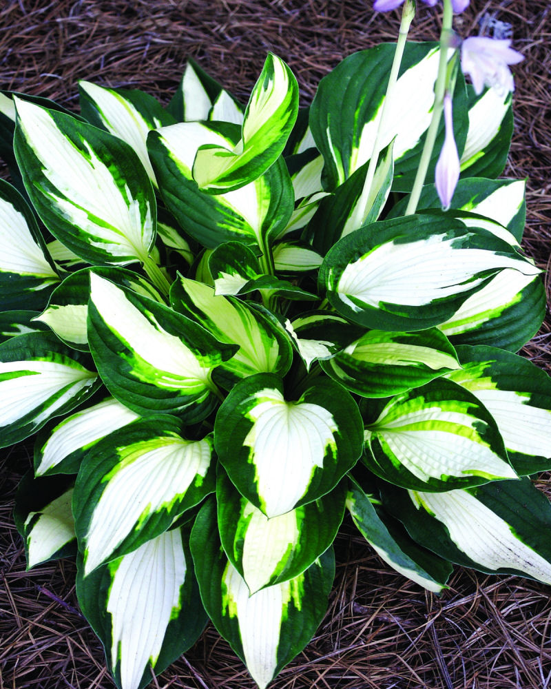 Vulcan Plantain Lily (HOSTA VULCAN) – Ship My Plants