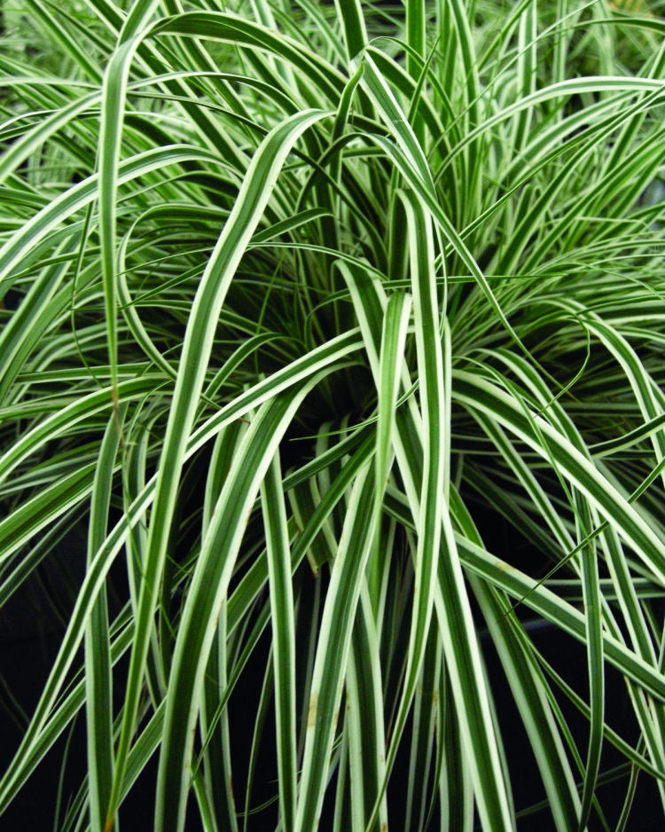 EverColor® Everest™ Sedge (GRASS - CAREX EVEREST) - 1 gallon – Ship My ...