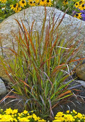 Prairie Winds® 'Cheyenne Sky' Red Switch Grass (GRASS - PA. CHEYENNE S – Ship My Plants