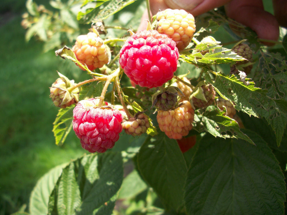 Heritage Everbearing Red Raspberry (RUBUS ID. HERITAGE) - 1 gallon 12 ...