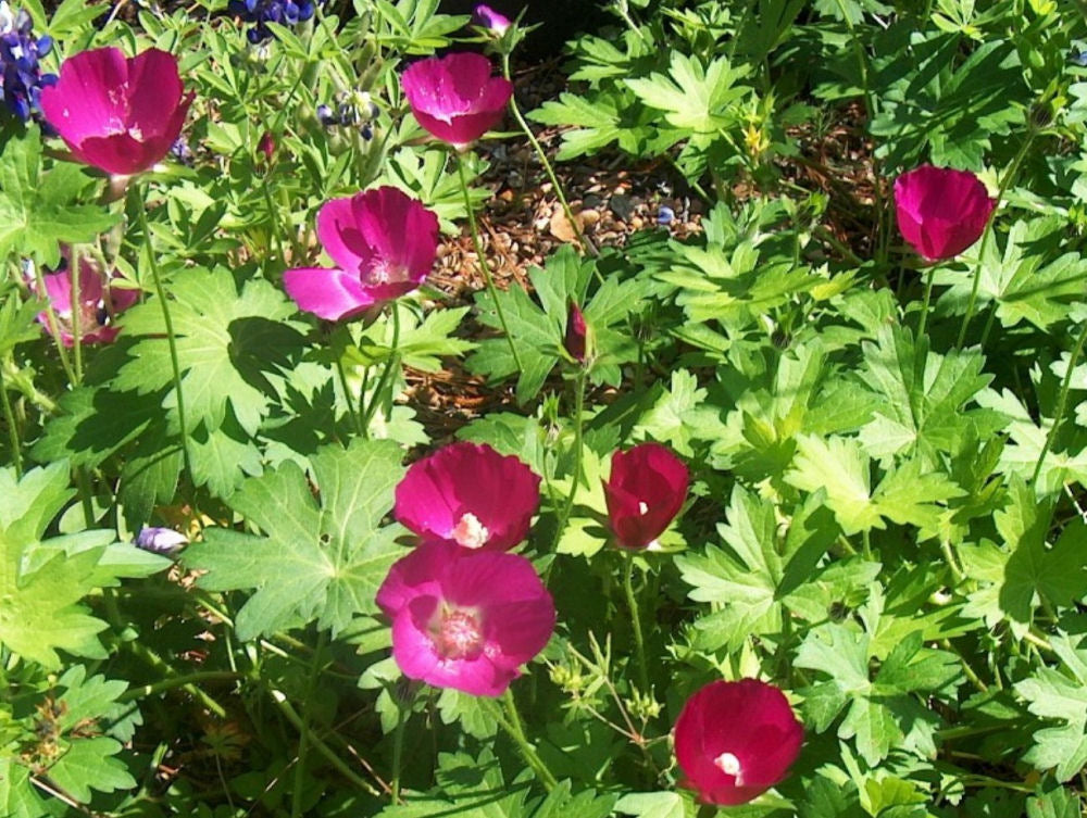 Purple Poppy Mallow (CALLIRHOE INVOLUCRATA) – Ship My Plants