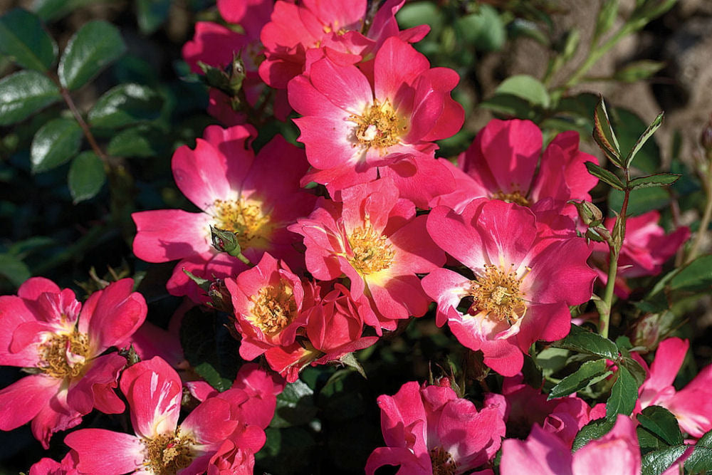 Pink Drift® Rose (ROSE DRIFT PINK) – Ship My Plants