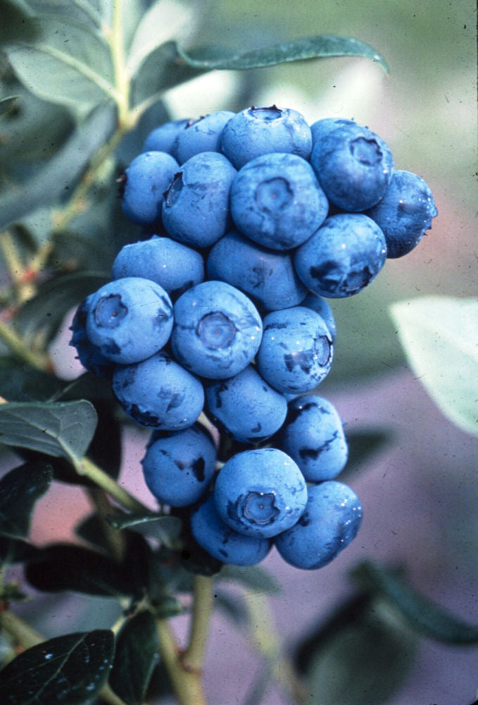 Duke Highbush Blueberry (VACCINIUM DUKE) – Ship My Plants