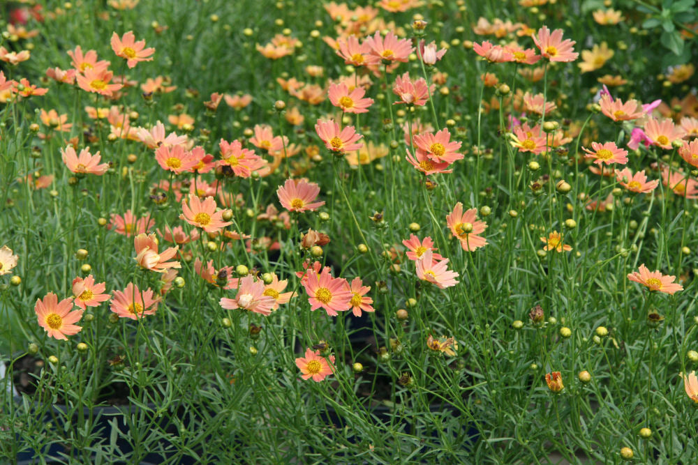 Creme Caramel™ Tickseed (COREOPSIS CREME CARAMEL) - 1 gallon – Ship My ...