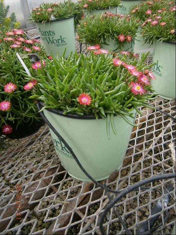 Fire Spinner® Ice Plant (N&C DELOSPERMA FIRE SPINNER) – Ship My Plants