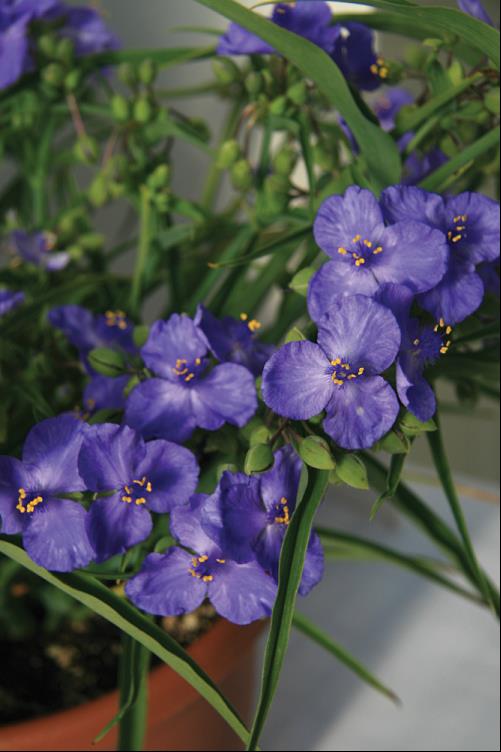Amethyst Kiss™ Spiderwort (TRADE. AMETHYST KISS) - 1 gallon – Ship My ...