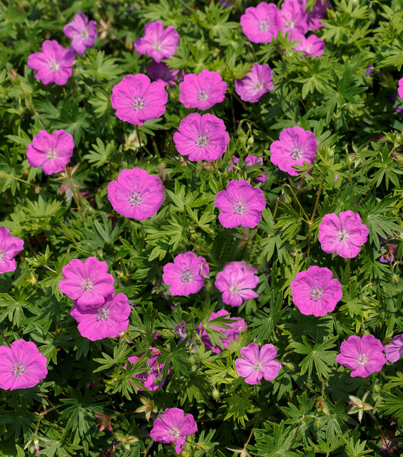 Max Frei Cranesbill (GERANIUM SANGUINEUM MAX FREI) – Ship My Plants