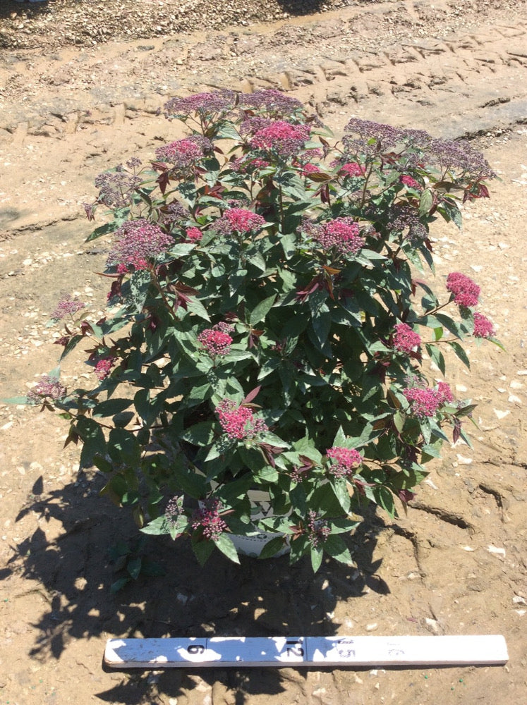Double Play® Red Spirea (SPIRAEA JAP. DBL PLAY® RED) – Ship My Plants
