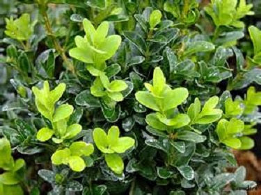 Calgary Boxwood (BUXUS S. CALGARY) - 3 gallon – Ship My Plants