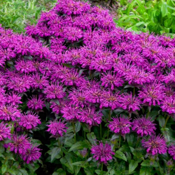 Sugar Buzz® Grape Gumball Bee Balm (MONARDA SUGAR BUZZ GRAPE GUMBALL ...