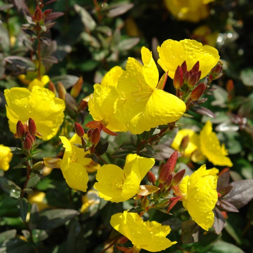 Fireworks Evening Primrose (OENOTHERA FIREWORKS) - 1 gallon – Ship My ...