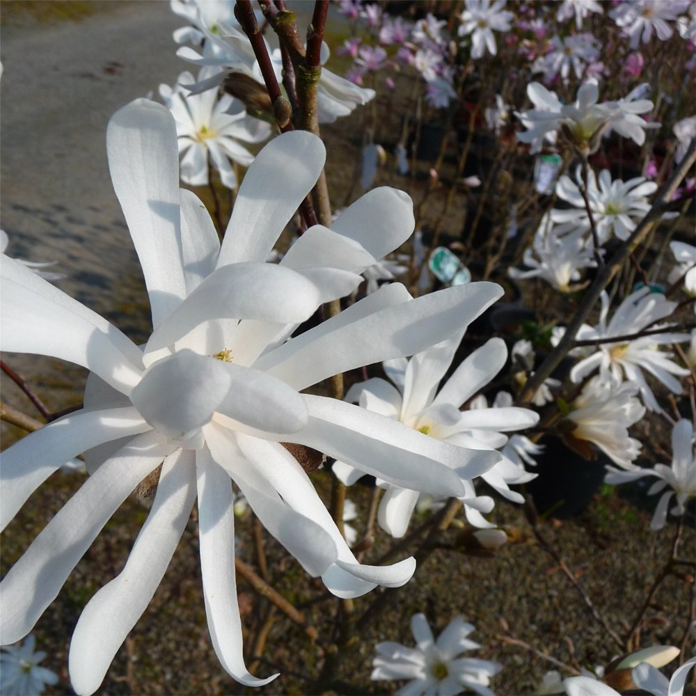 Royal Star Magnolia (MAGNOLIA S. ROYAL STAR) – Ship My Plants