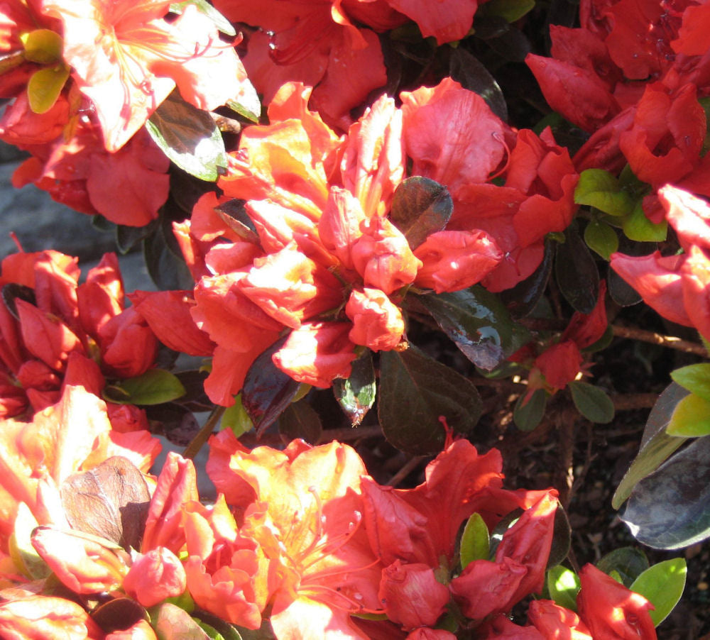 Girard’s Crimson Azalea (AZALEA GIRARDS CRIMSON) – Ship My Plants