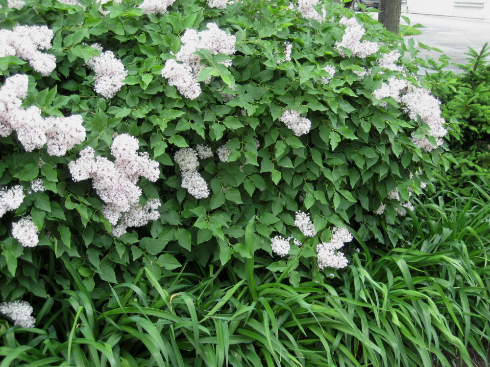 Miss Kim Lilac (SYRINGA PATULA MISS KIM) – Ship My Plants