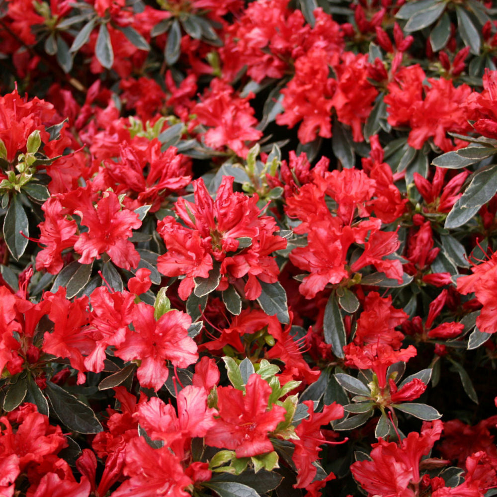 Hot Shot Azalea (AZALEA HOT SHOT) – Ship My Plants