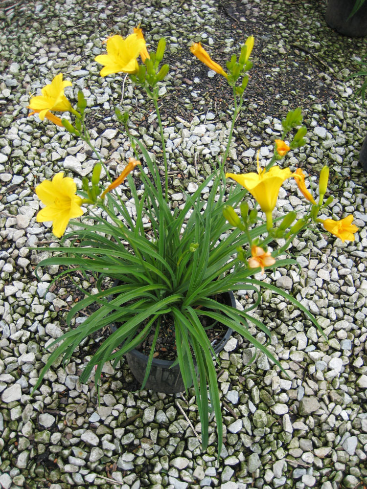Stella d'Oro Daylily (HEMER STELLA DE ORO) - 1 gallon – Ship My Plants
