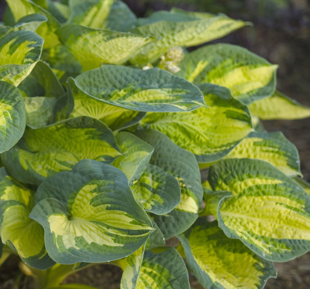 Great Expectations Plantain Lily Hosta Great Expectations Ship My