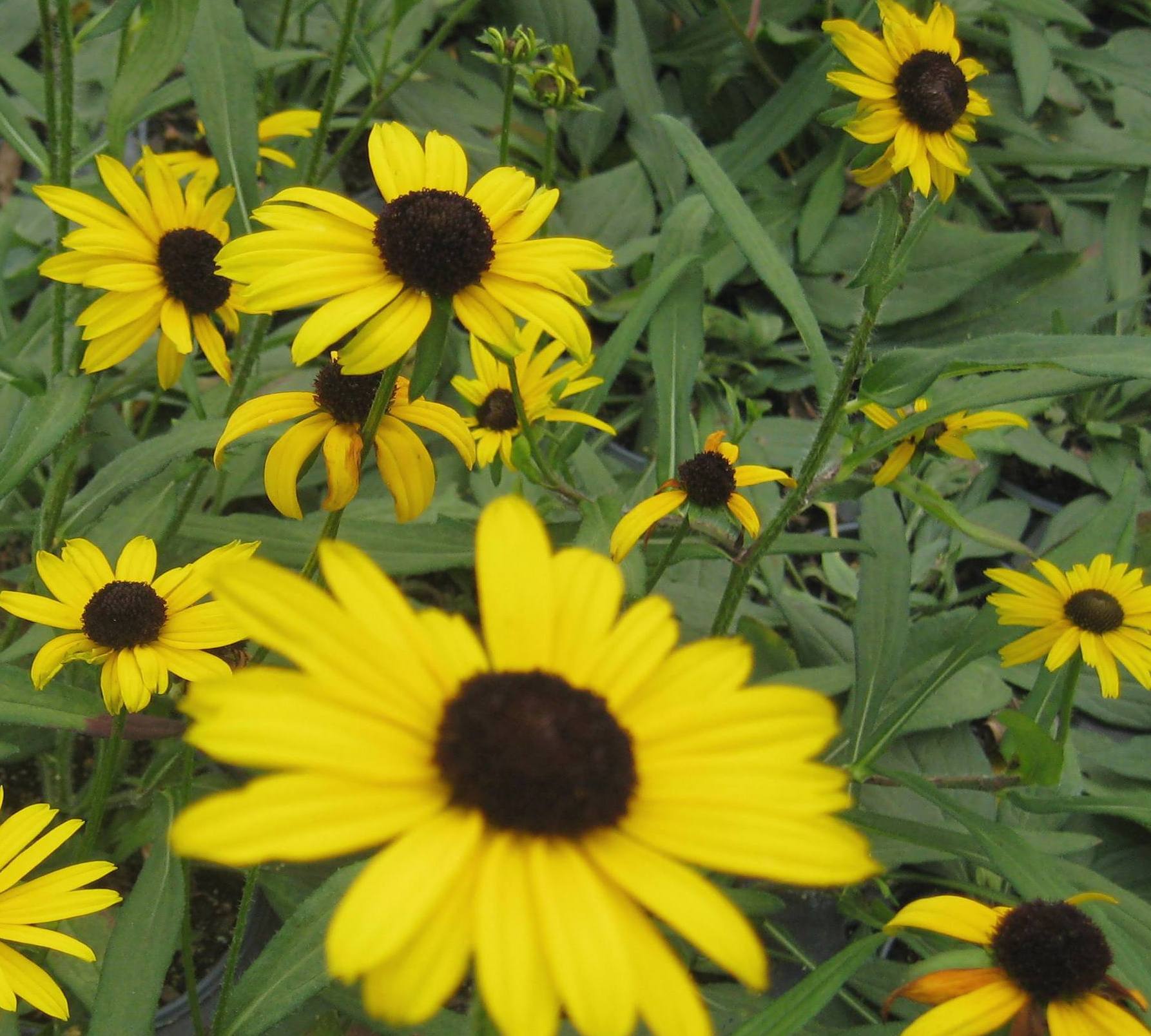 Little Suzy Black-Eyed Susan (RUDBECKIA FULGIDA LITTLE SUZY) – Ship My ...