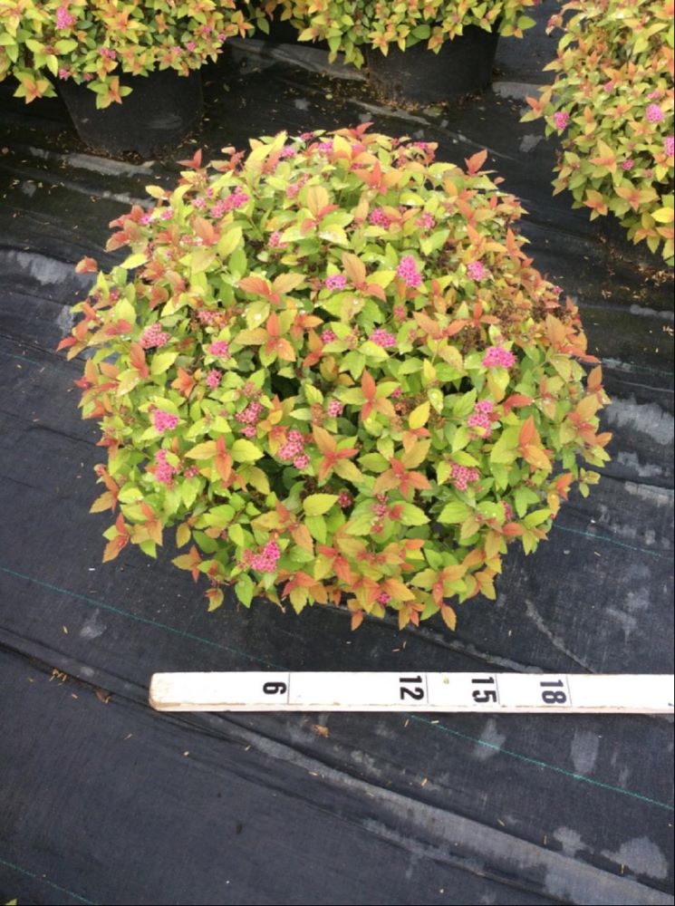 Magic Carpet Spiraea (SPIRAEA JAP. MAGIC CARPET) – Ship My Plants