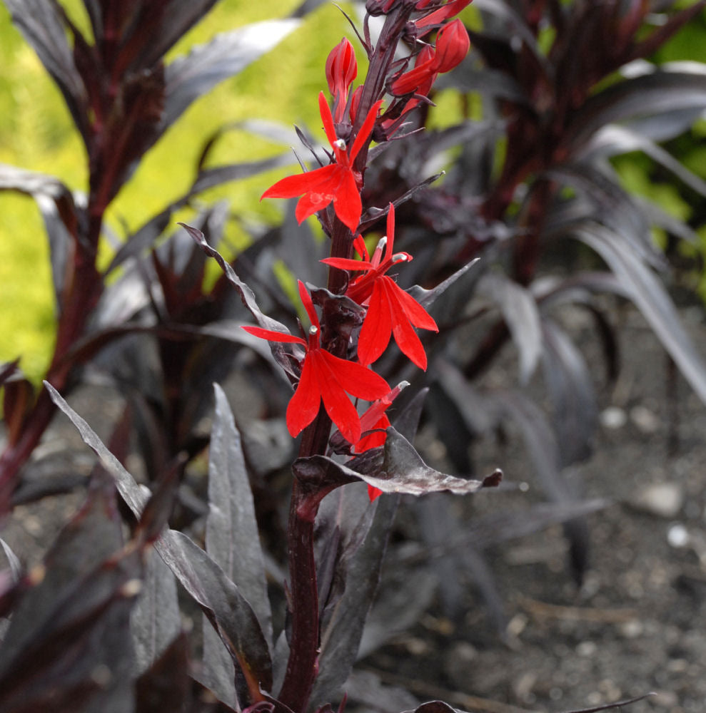 Queen Victoria Cardinal Flower (LOBELIA C. QUEEN VICTORIA) - 1 gallon ...